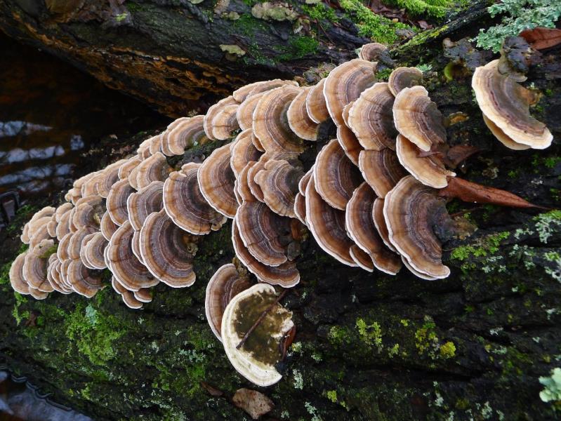 صور: 10 سيناريوهات مرعبة يتنبأ بها العلماء لنهاية العالم – مـزمـز